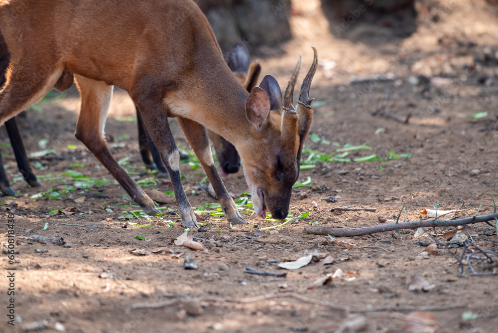 The Indian muntjac, Muntiacus muntjak, also called the southern red ...