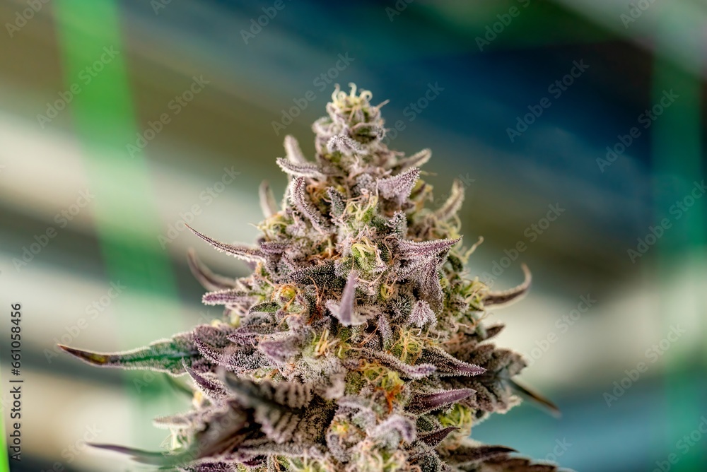Cannabis flowers plant Closeup with fresh fan leaves cola pistil ...