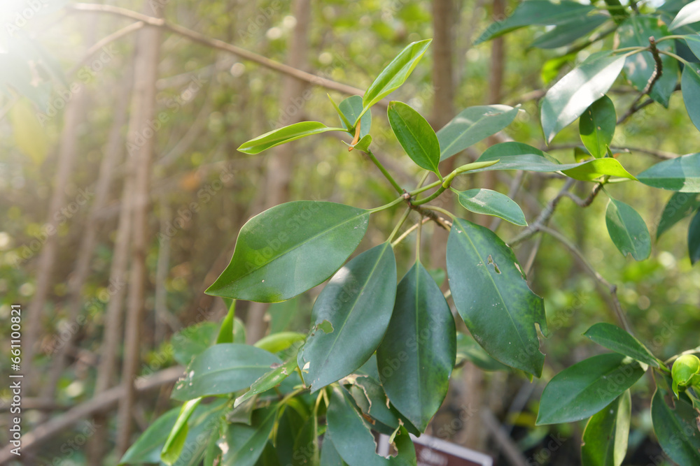 Green leaves of Ceriops tagal. Ceriops tagal is a shrub or small tree ...