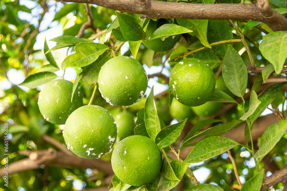 Citrus mealybug, Planococcus citri Hemiptera Pseudococcidae is the ...