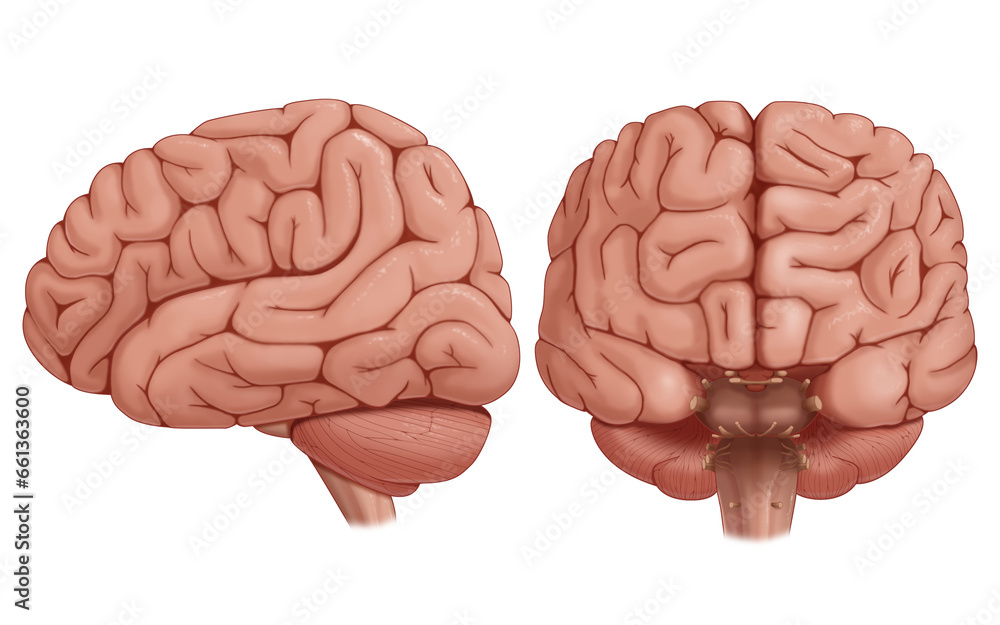 Human brain gross anatomy diagram. anterior and lateral view of the ... Human brain gross anatomy diagram. anterior and lateral view of the ...