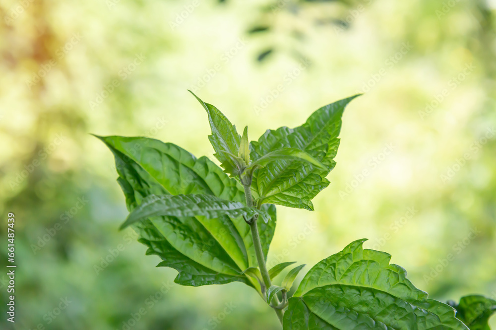 Chromolaena odorata isolated on white background.Bitter bush, Siam weed ...