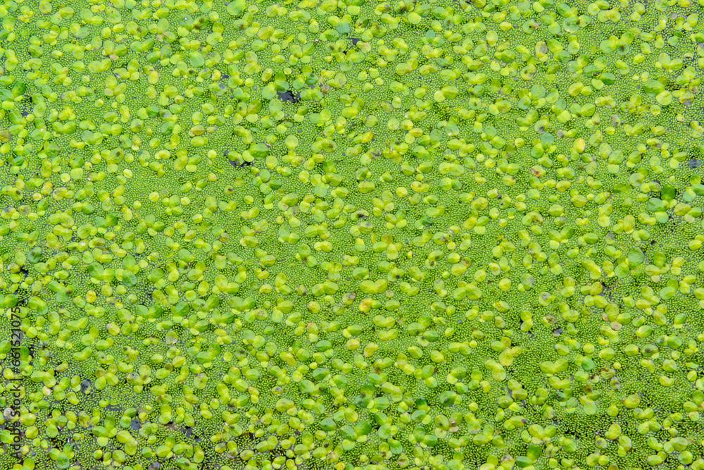 Spotless watermeal, rootless duckweed (Wolffia arrhiza) and duckweed ...