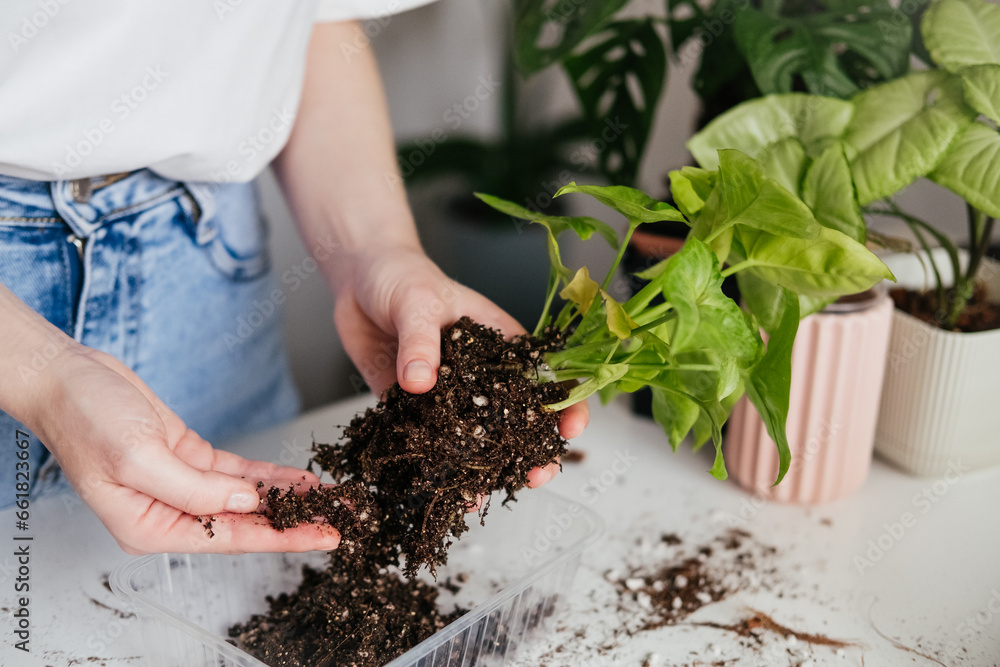 Female hands repotting green syngonium houseplant. Woman inspecting ...