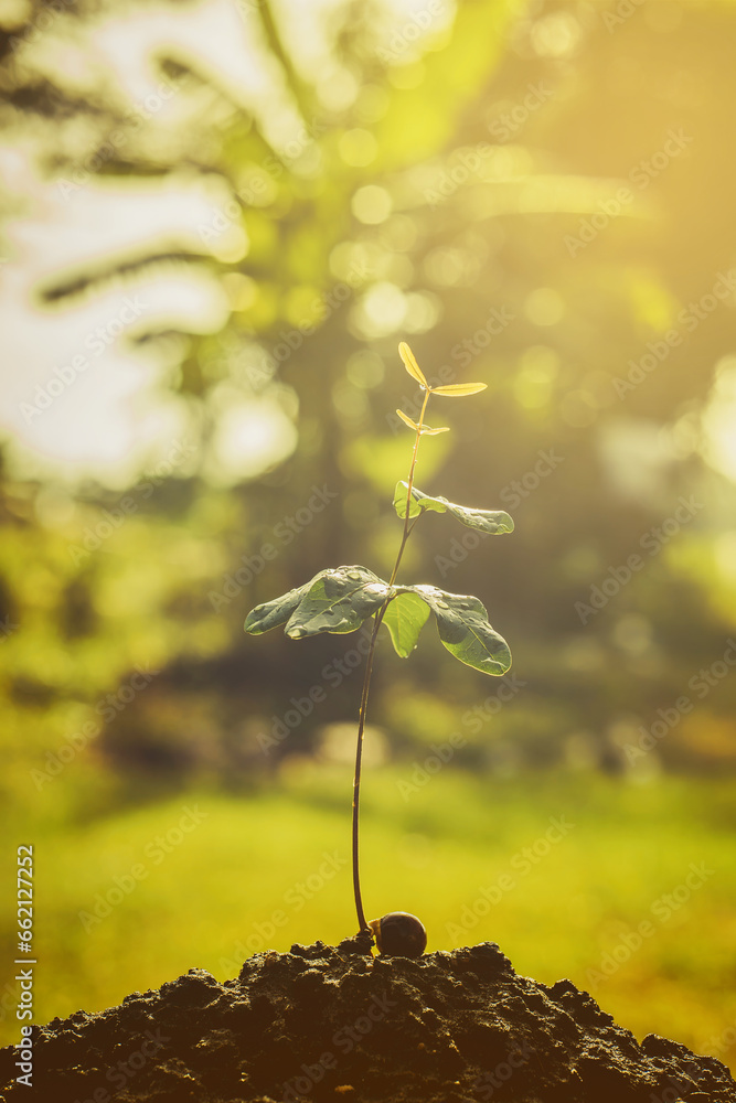 Seedling are growing in the soil with backdrop of the sunlight ...
