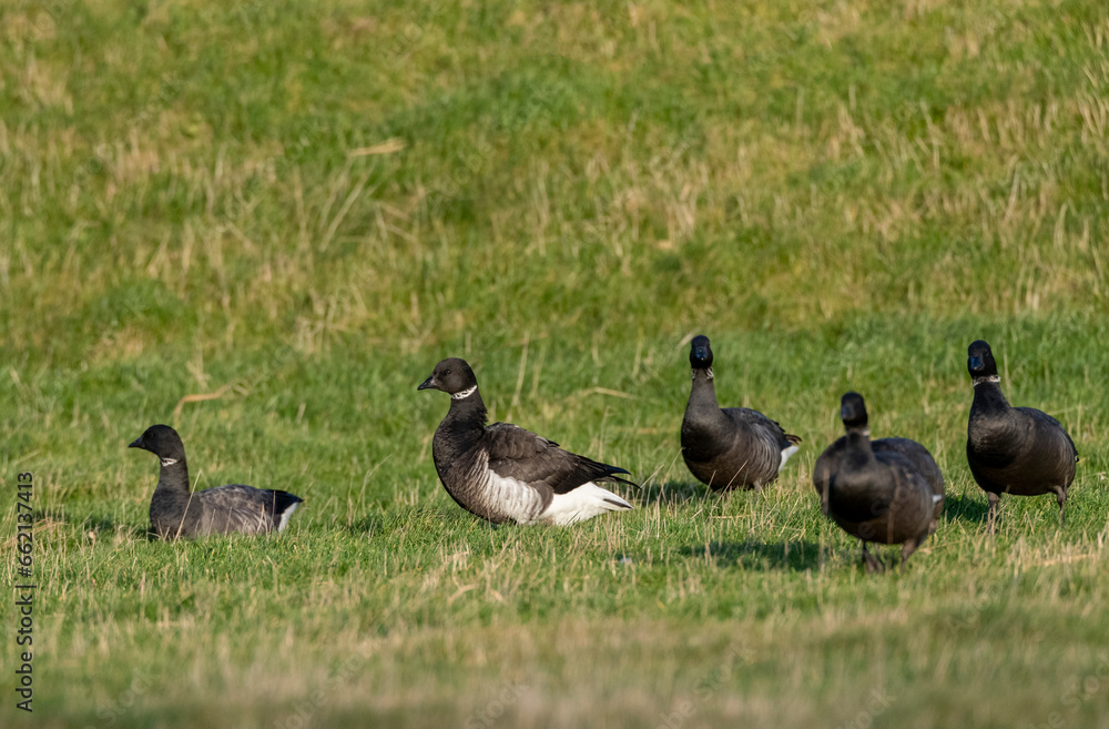 Black Brant, Branta nigricans Stock Photo | Adobe Stock