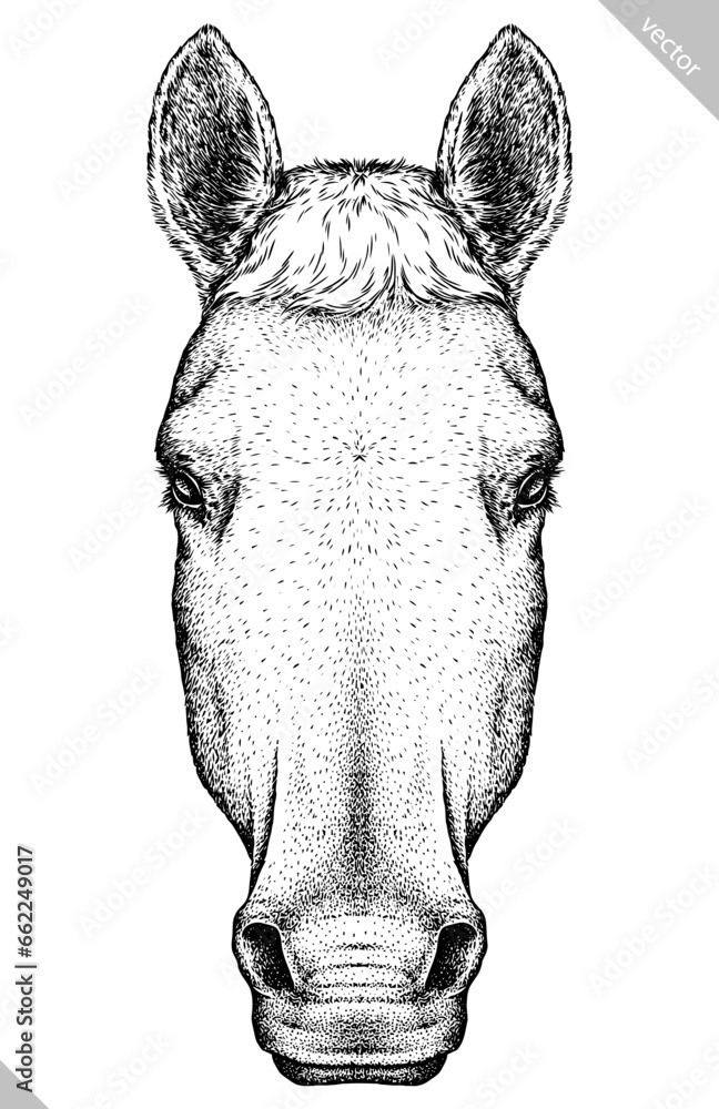 Vintage engraving isolated horse set illustration ink sketch. Wild ...