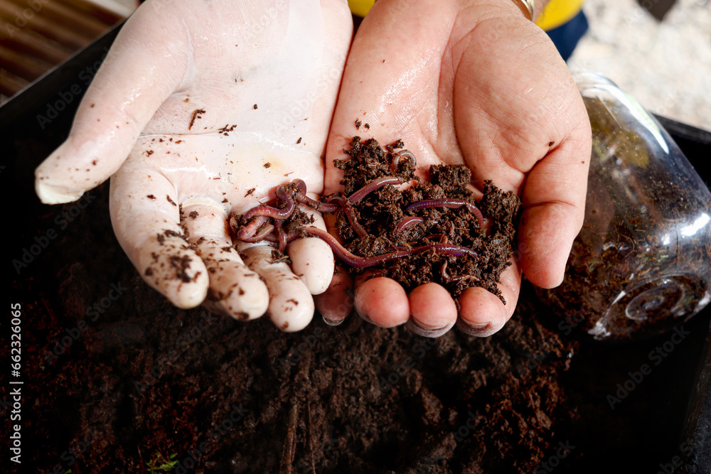 Earthworms on gardener hand, earthworm in dirt for organic fertilizer ...