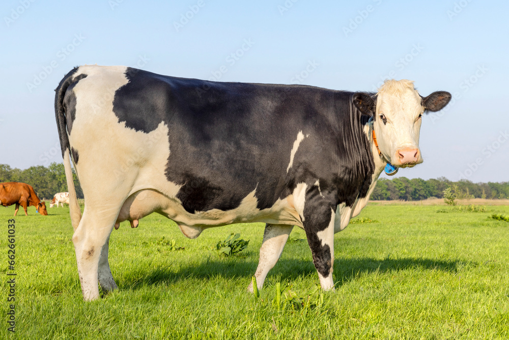 Cow milk cattle black and white, standing livestock, udder large and ...