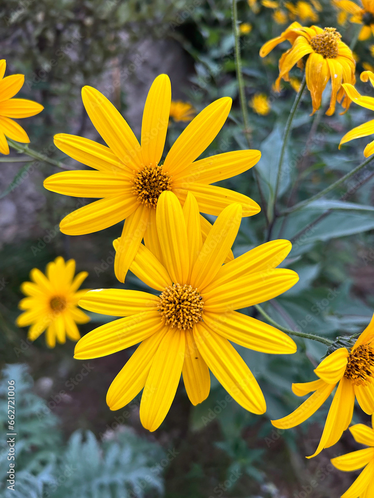 Helianthus tuberosus,tupinambo, topinambur, pataca, "papa" alcachofa ...
