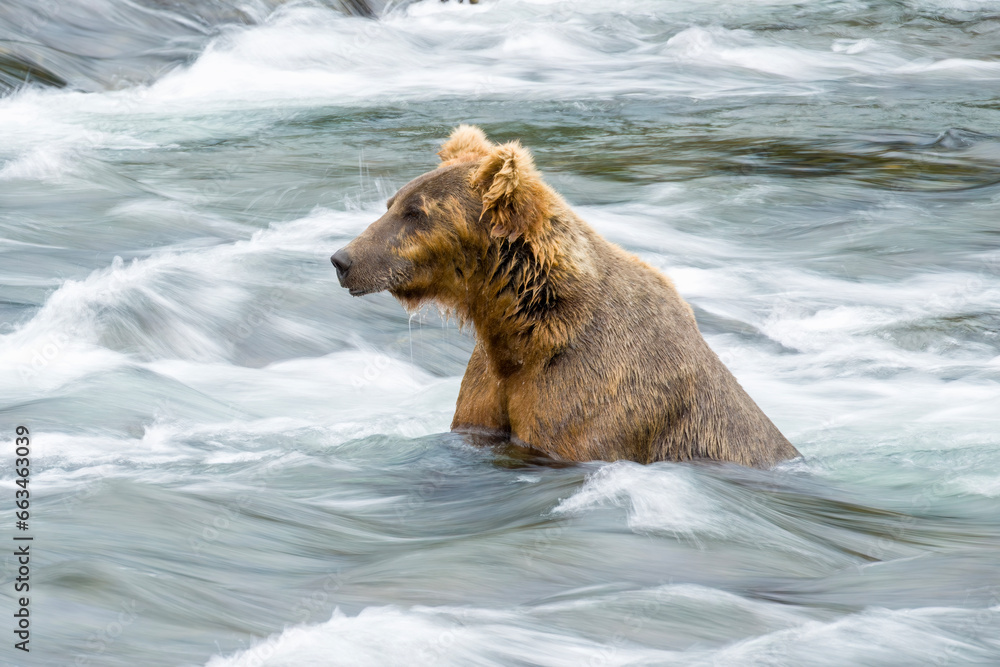 Brown Bear at Brooks Falls, fast water motion blur. Shot with a very ...