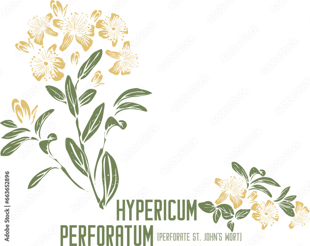 Perforate St. John's Wort in color vector silhouette. Medicinal ...