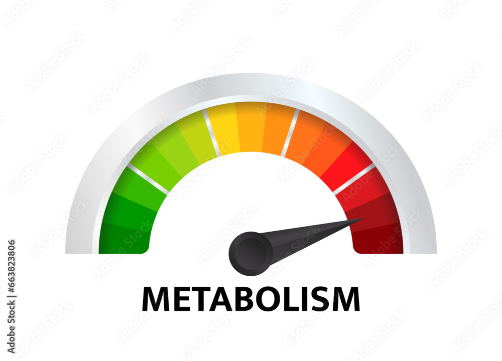 Metabolism level scale. Control health, care and determine on ...