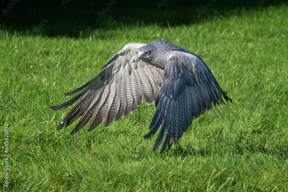 a chilean blue eagle, Geranoaetus melanoleucus. It is also known as ...