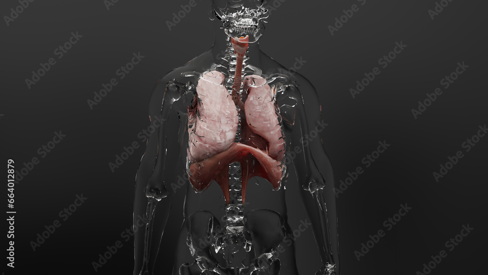 Ilustración de Stock Human Respiratory System Lungs Anatomy Animation ...