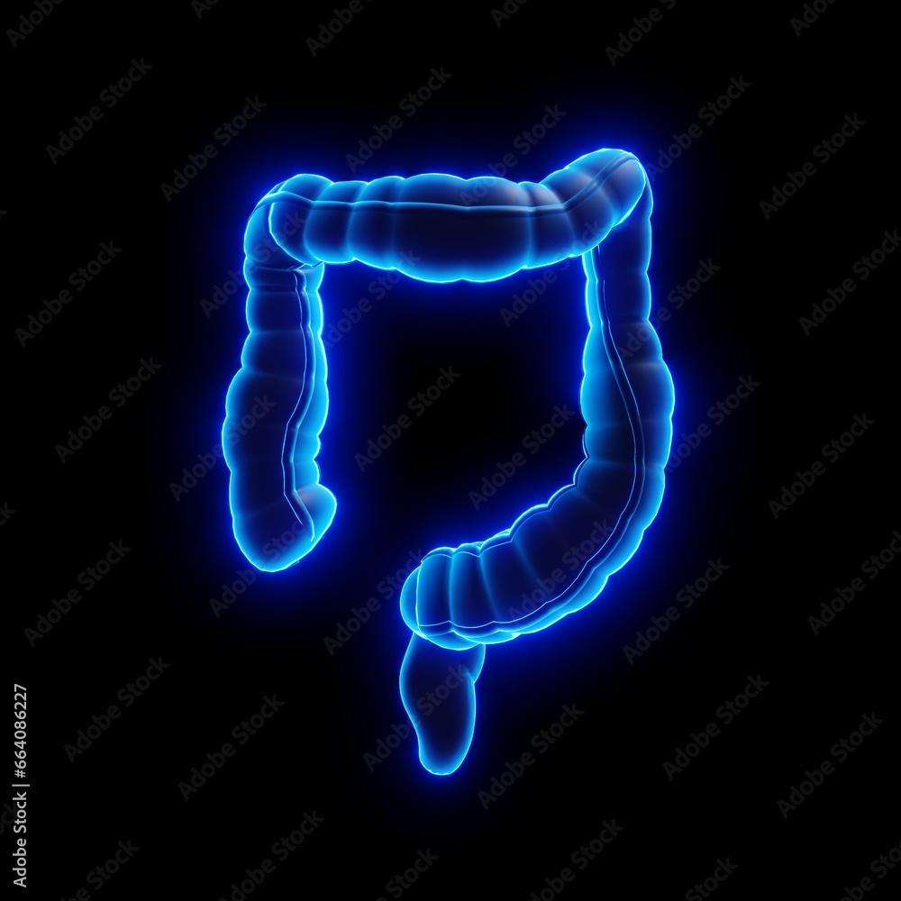 Colon x-ray style, internal organs 3D render, anatomy of the human body ...