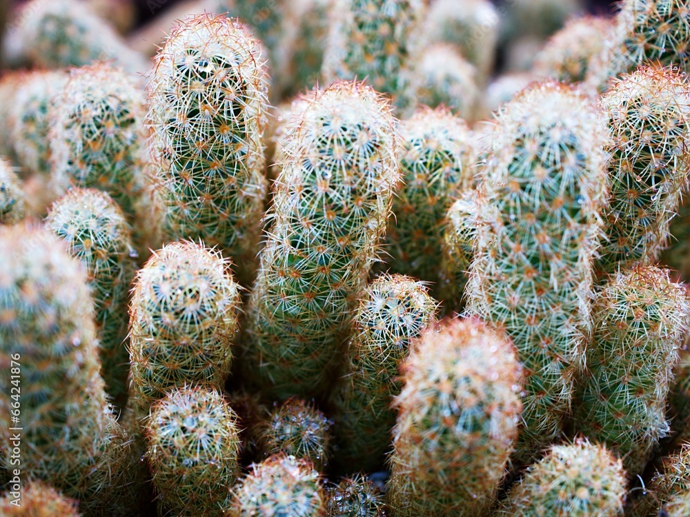 Macro cactus Mammillaria elongata rubra copper King ,Gold lace Cactus ...
