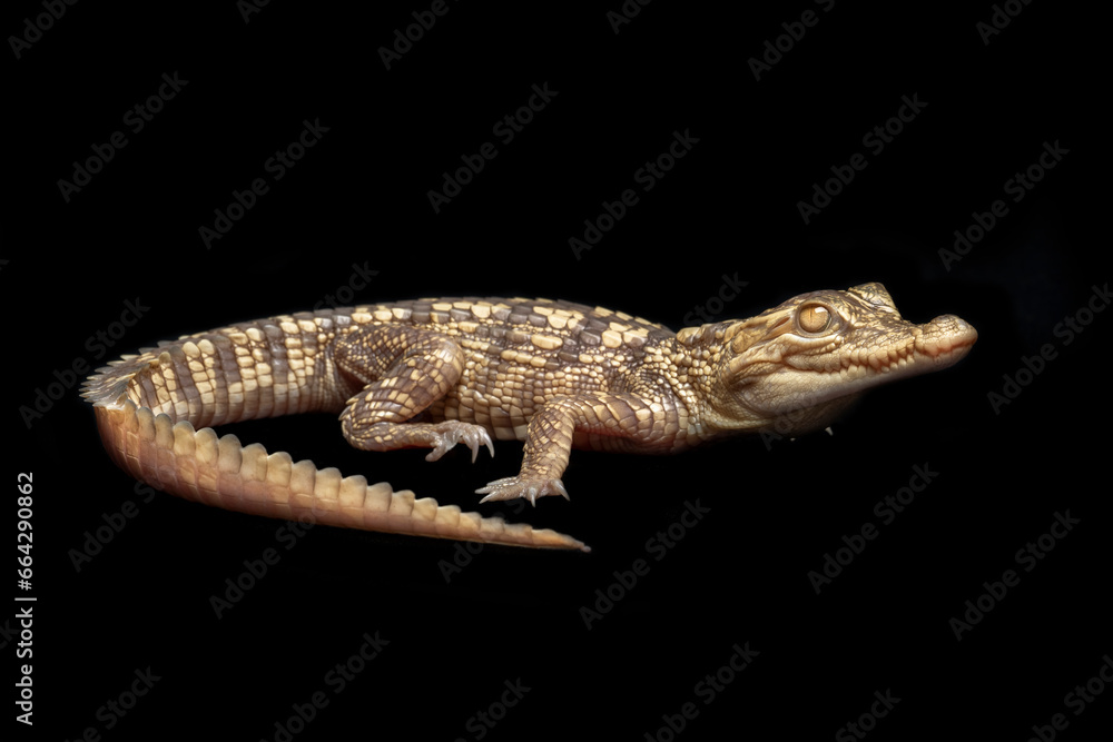 The Albino Siamese Crocodile (Crocodylus siamensis) is one of rarest ...