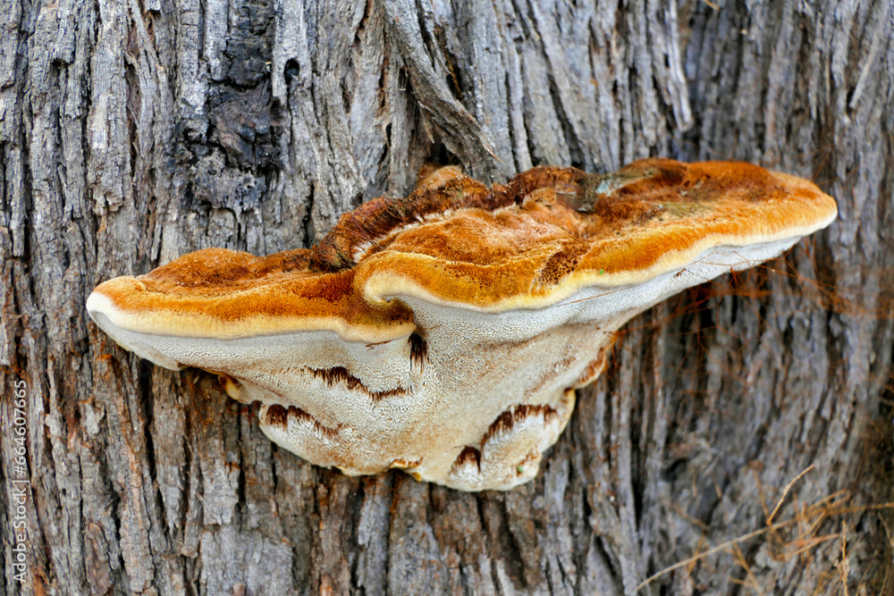 Foto Inocutis rheades fungi growing at the base of a Tamarisk Tree on ...