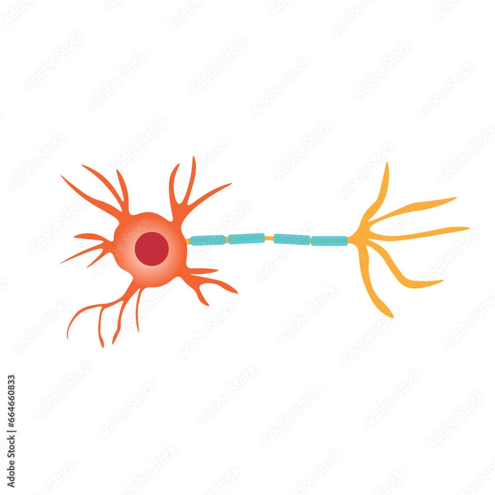 Neuron communication anatomy. Neuron structure diagram. Vector ...