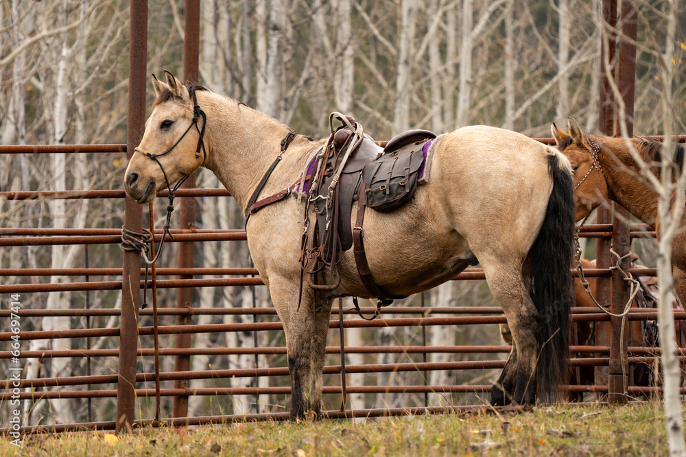 side view of gorgeous buckskin quarter horse in western saddle and tack ...