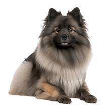 Dog, Keeshond, Pet Free Stock Photo - Public Domain Pictures