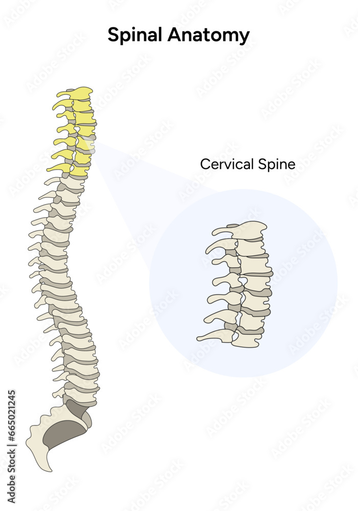 Spinal anatomy cervical spine cartoon in vector Stock Vector | Adobe Stock