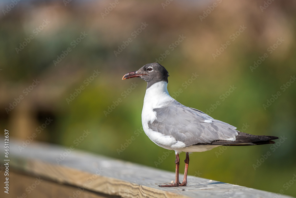 Leonabelle Turnbull Birding Center in Port Aransas, Texas, Gulf of ...