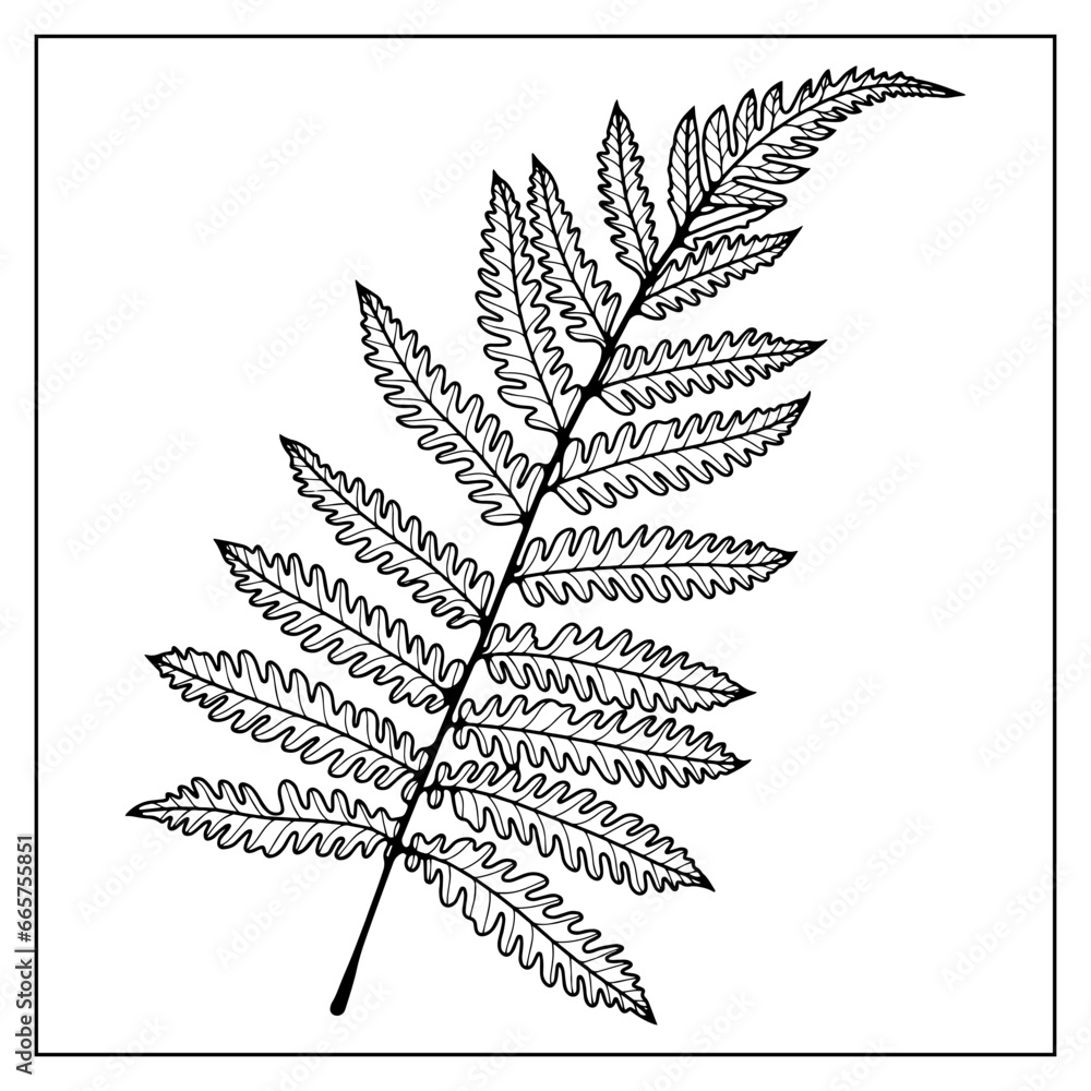 Black outline of a fern leaf on a white background. Silhouette of a ...