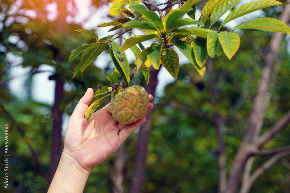 Hand holding the Sugar apple on the tree, which is a rather round ...