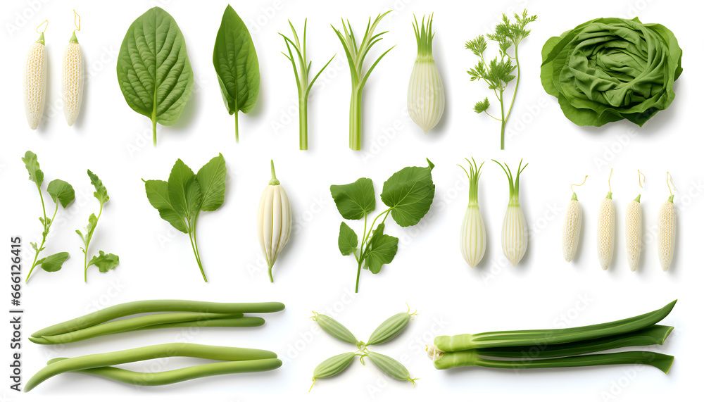 Beautiful Chinese vegetables and leaf elements, set of various types of ...