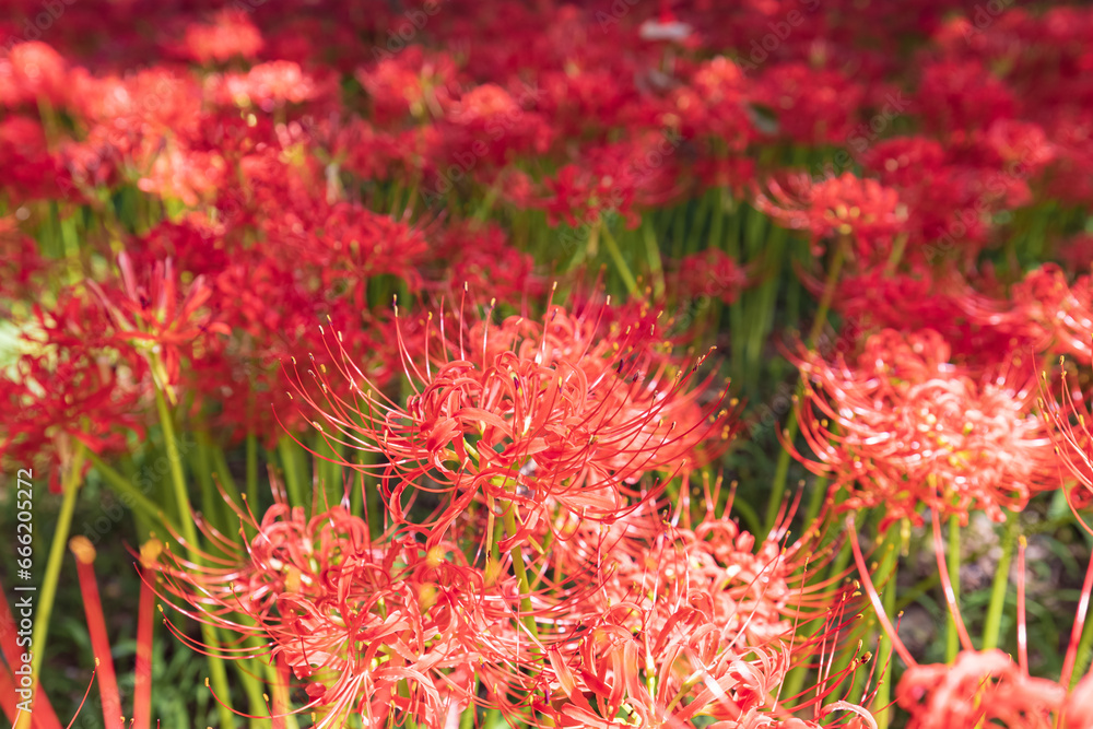 Kinchakuda Manjushage Park is the famous Red spider lily garden in ...