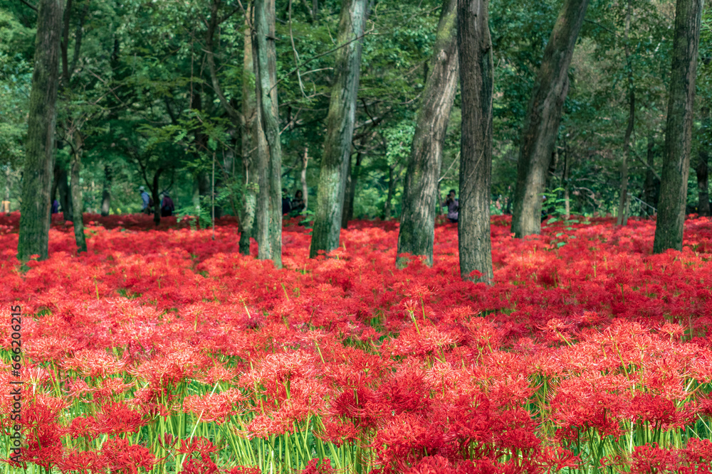 Kinchakuda Manjushage Park is the famous Red spider lily garden in ...