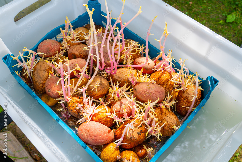 Sprouted potatoes are soaked in a disinfectant to protect against ...