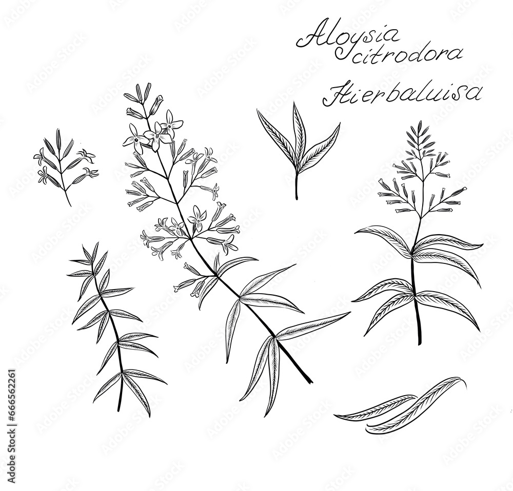 Hierbaluisa, Aloysia citrodora, Lippia citriodora, Verbena triphylla ...
