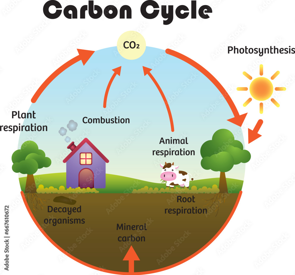 Carbon cycle vector illustration. CO2 biochemical process project with ... Carbon cycle vector illustration. CO2 biochemical process project with ...