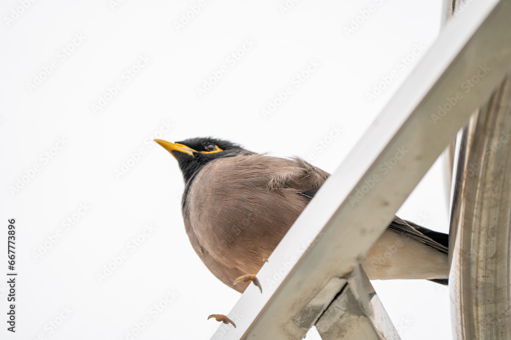 Common myna, highly invasive species, aggressive bird, killer of native ...