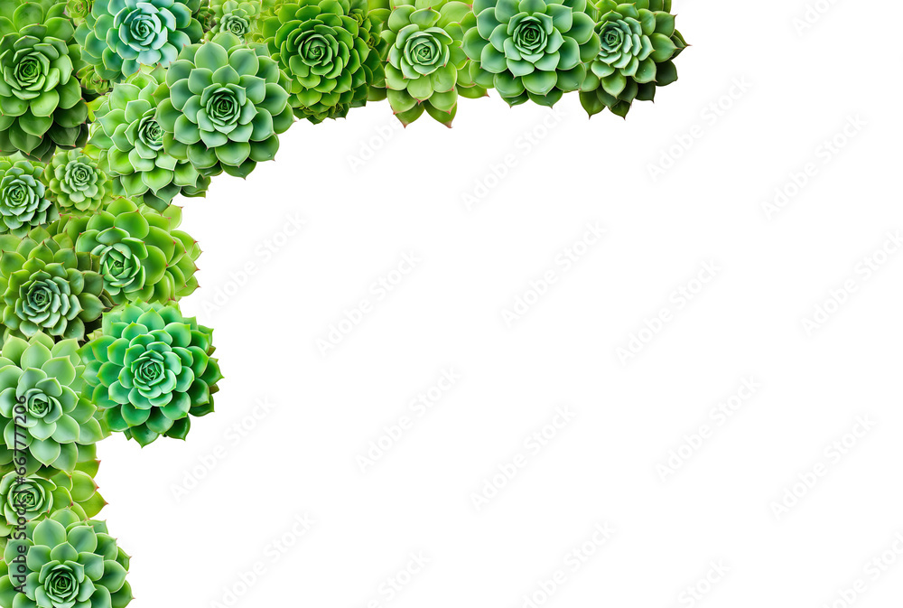 Tropical succulent plants frame border for text and design with copy ...