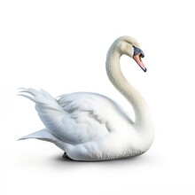 White Mute Swan Free Stock Photo - Public Domain Pictures