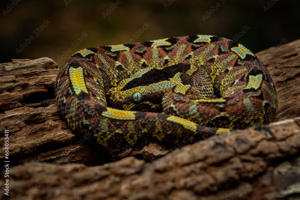 Rhinoceros Viper (Bitis nasicornis), also called River Jack, brightly ...