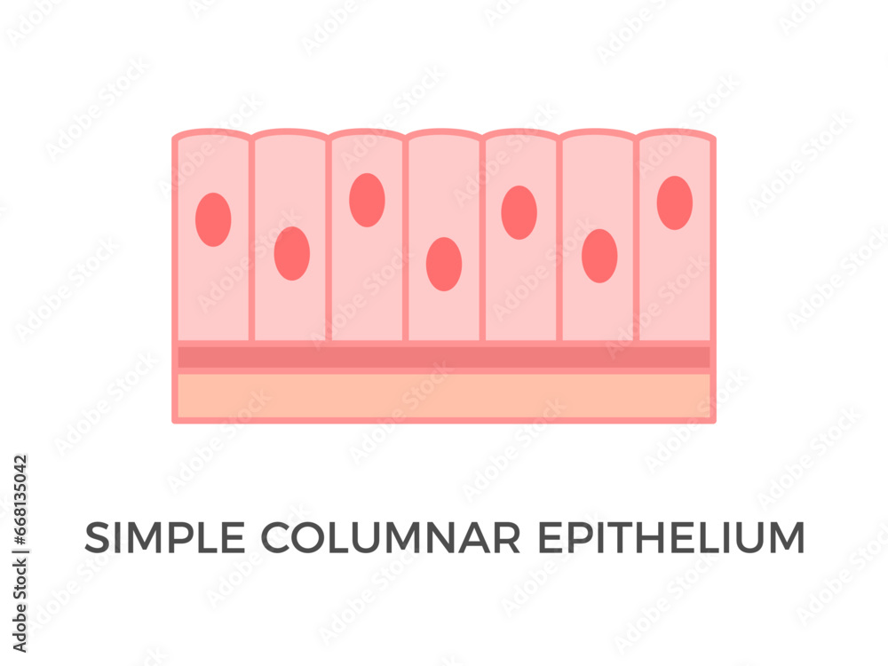 Simple columnar epithelium. Epithelial tissue types. Tall and slender ...