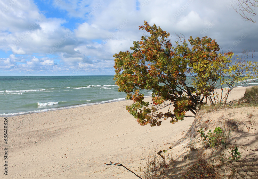 Oak tree with fall foliage leaning at Warren Dunes State Park in ...