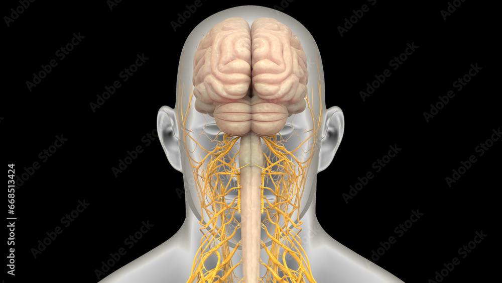 Central Organ of Human Nervous System Brain Anatomy Stock Illustration ...