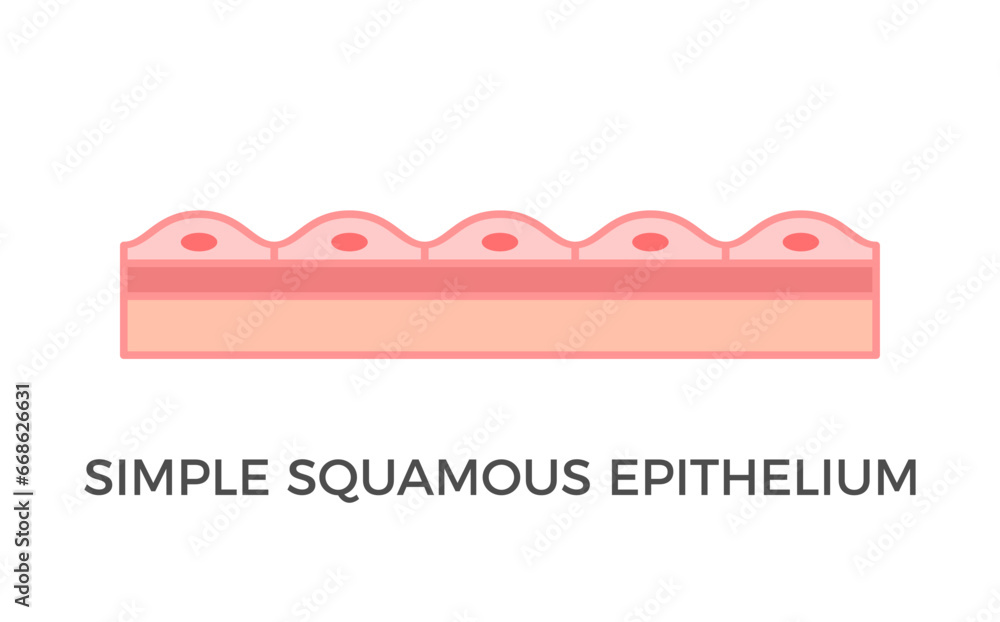 Simple squamous epithelium. Epithelial tissue types. A single layer of ...