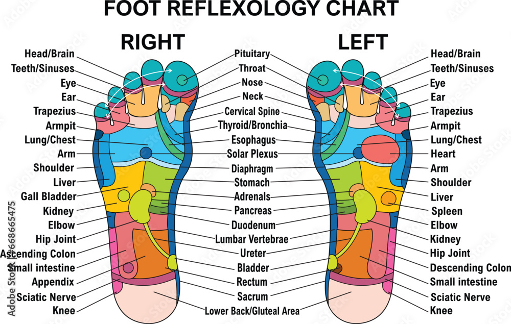 Foot reflexology chart with an accurate description of the ...