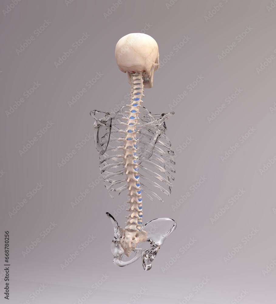 Posterior view of spine and cranium with glass skeleton torso Stock ...