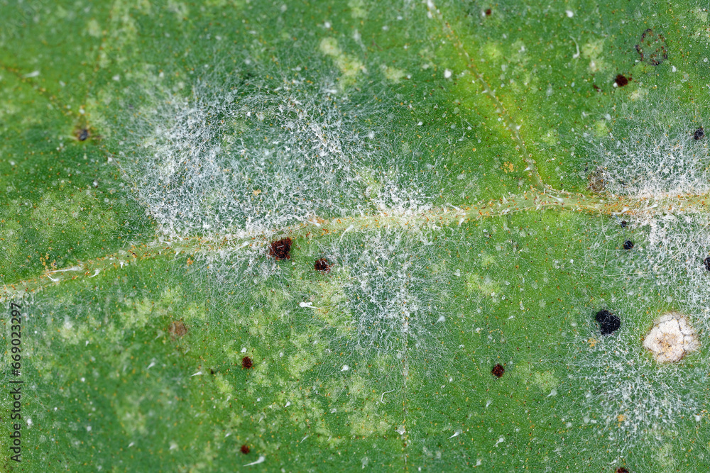 Rust and powdery mildew on sunflower leaf visible under magnification ...