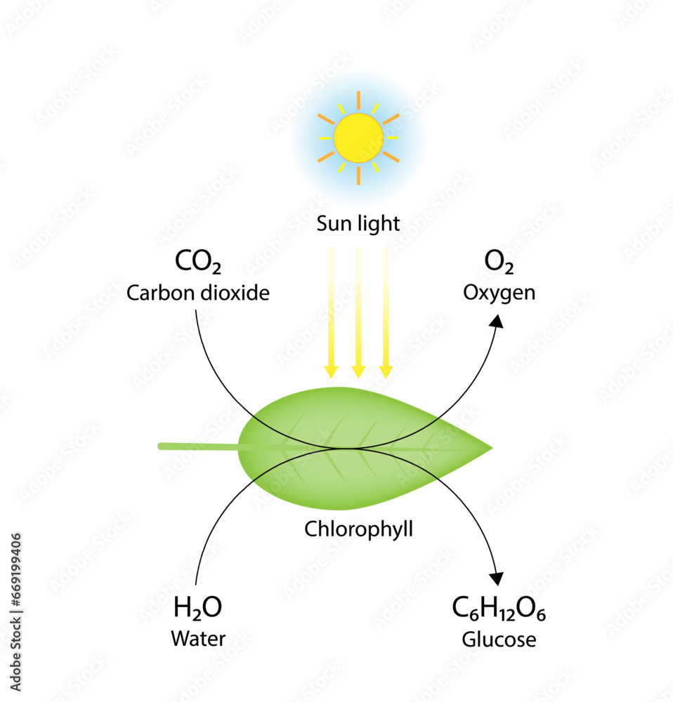 Photosynthesis, photosynthesis formula, Biology Education. Calvin cycle ...