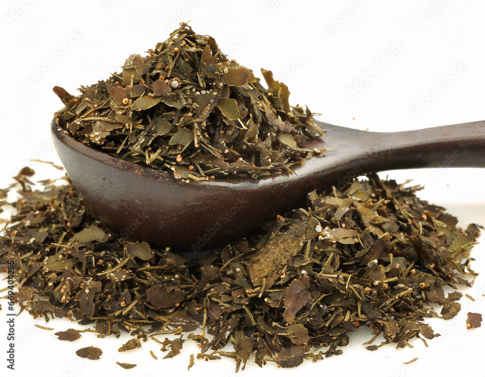 Bladderwrack herb used in herbal medicine to treat obesity, joint pain ...