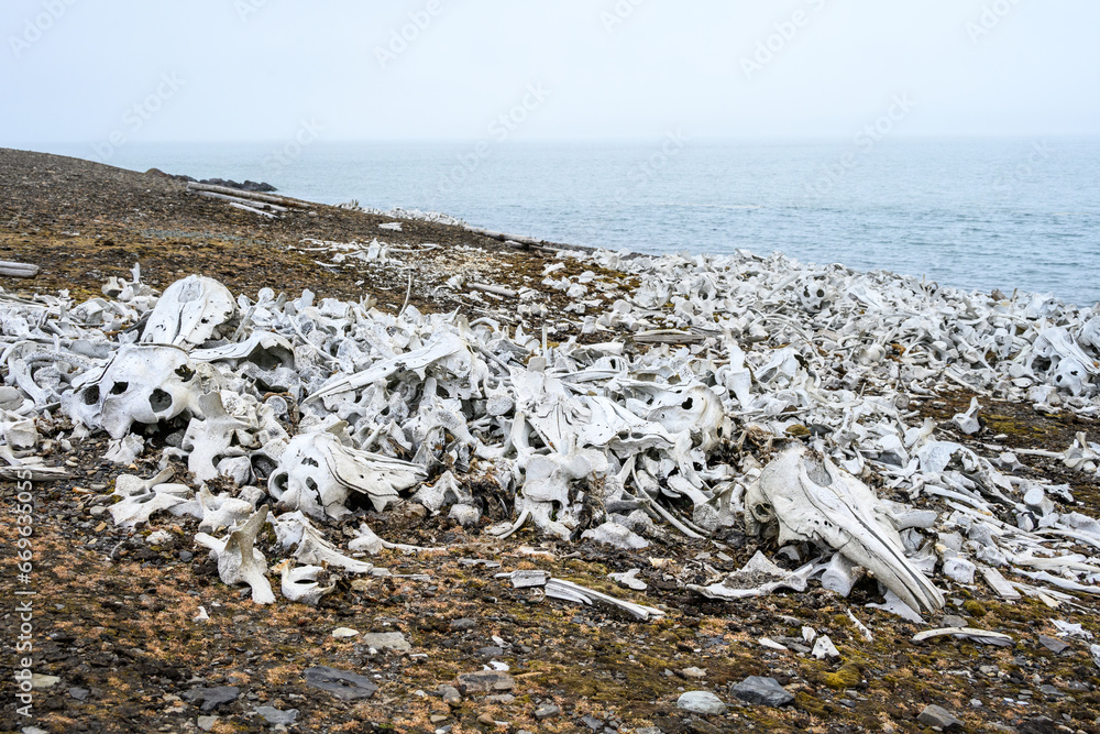 Pile of whale bones with beluga whale skull on the beach at historic ...